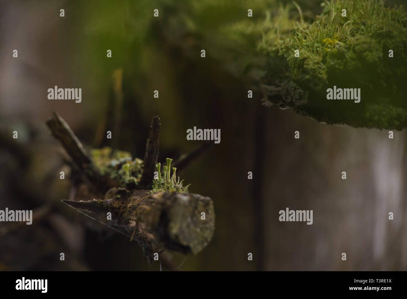 Macro photography. The old blackboard overgrown with moss and lichen ...