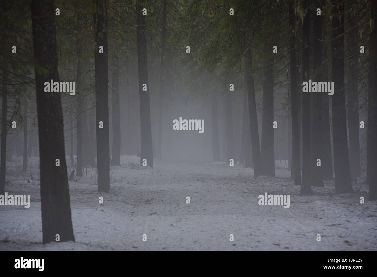 Dense mist snow hi-res stock photography and images - Alamy