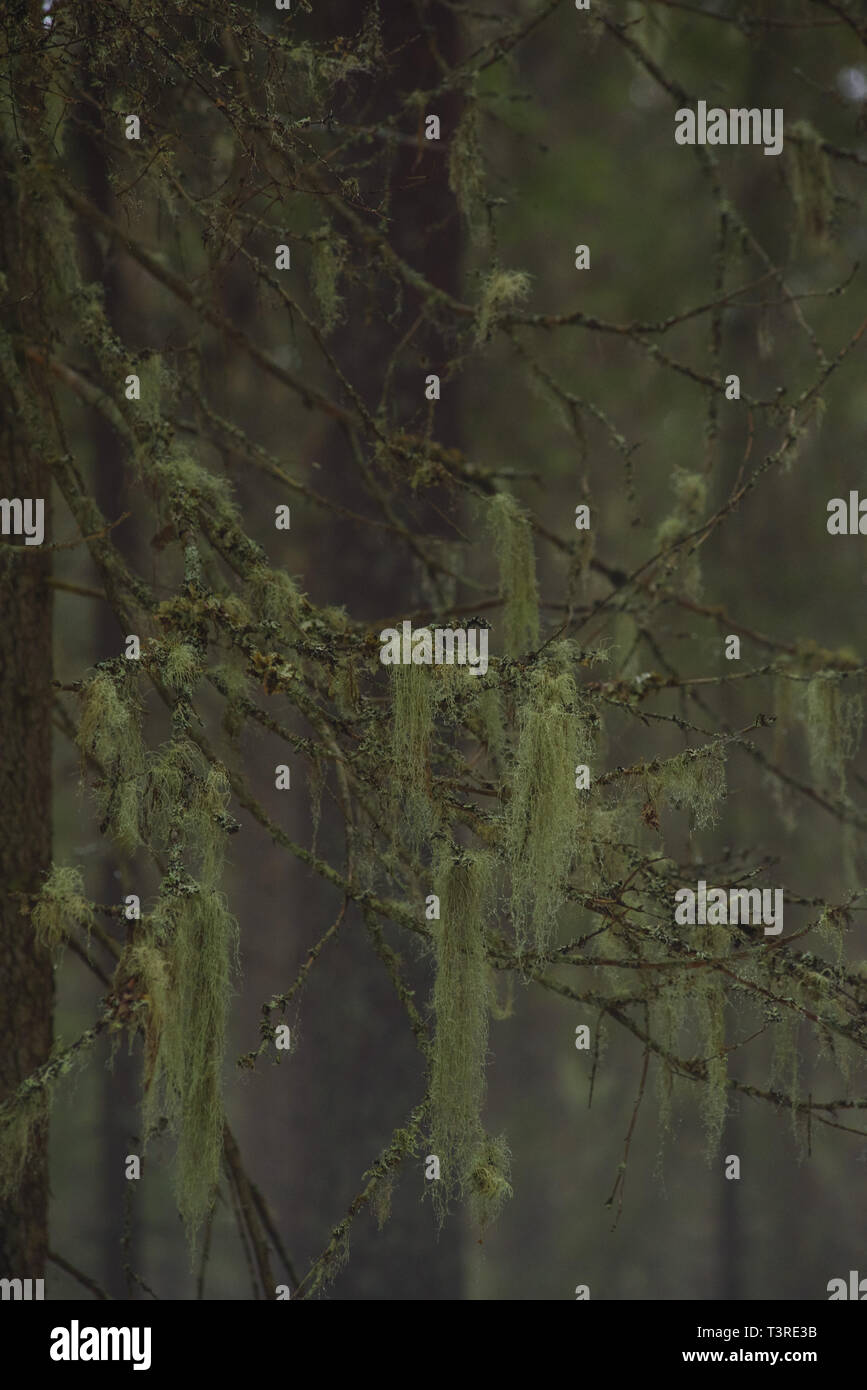 Detail. Branches of old fir trees, in the taiga forest, overgrown with ...