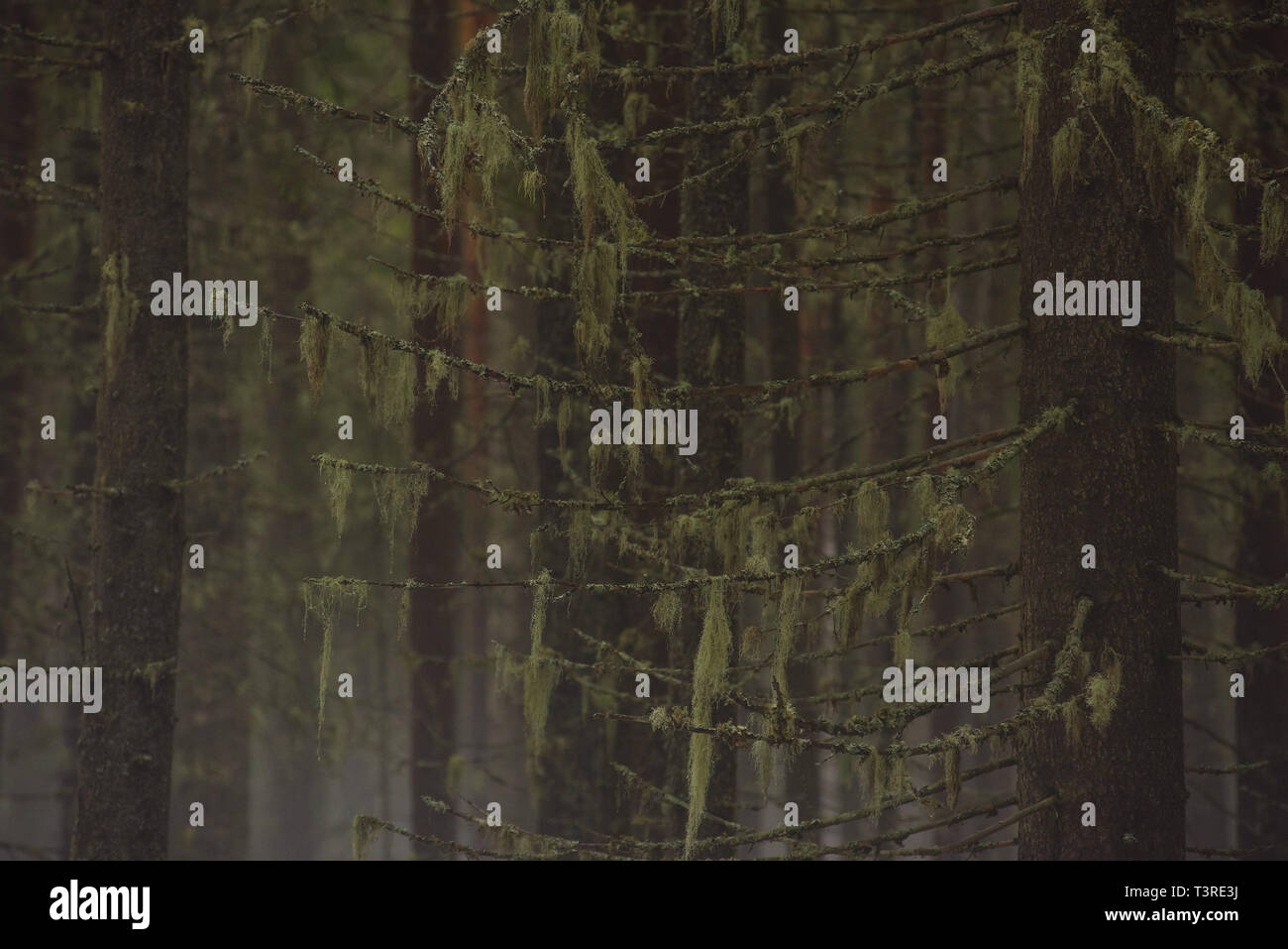 Detail. Branches of old fir trees, in the taiga forest, overgrown with ...