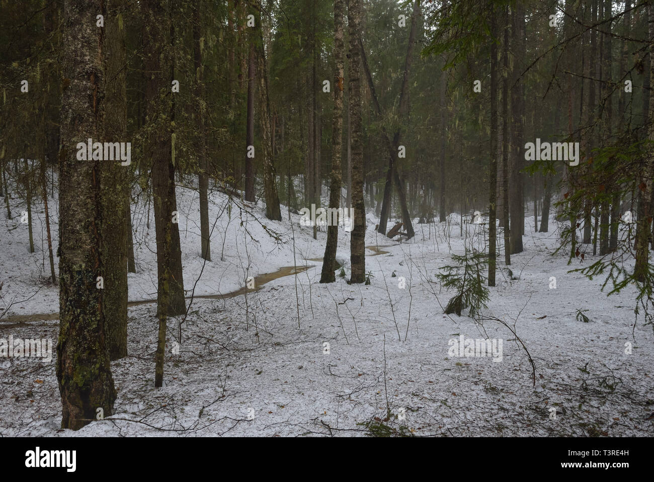 Landscape. Spring forest in the period of active snow melting with ...