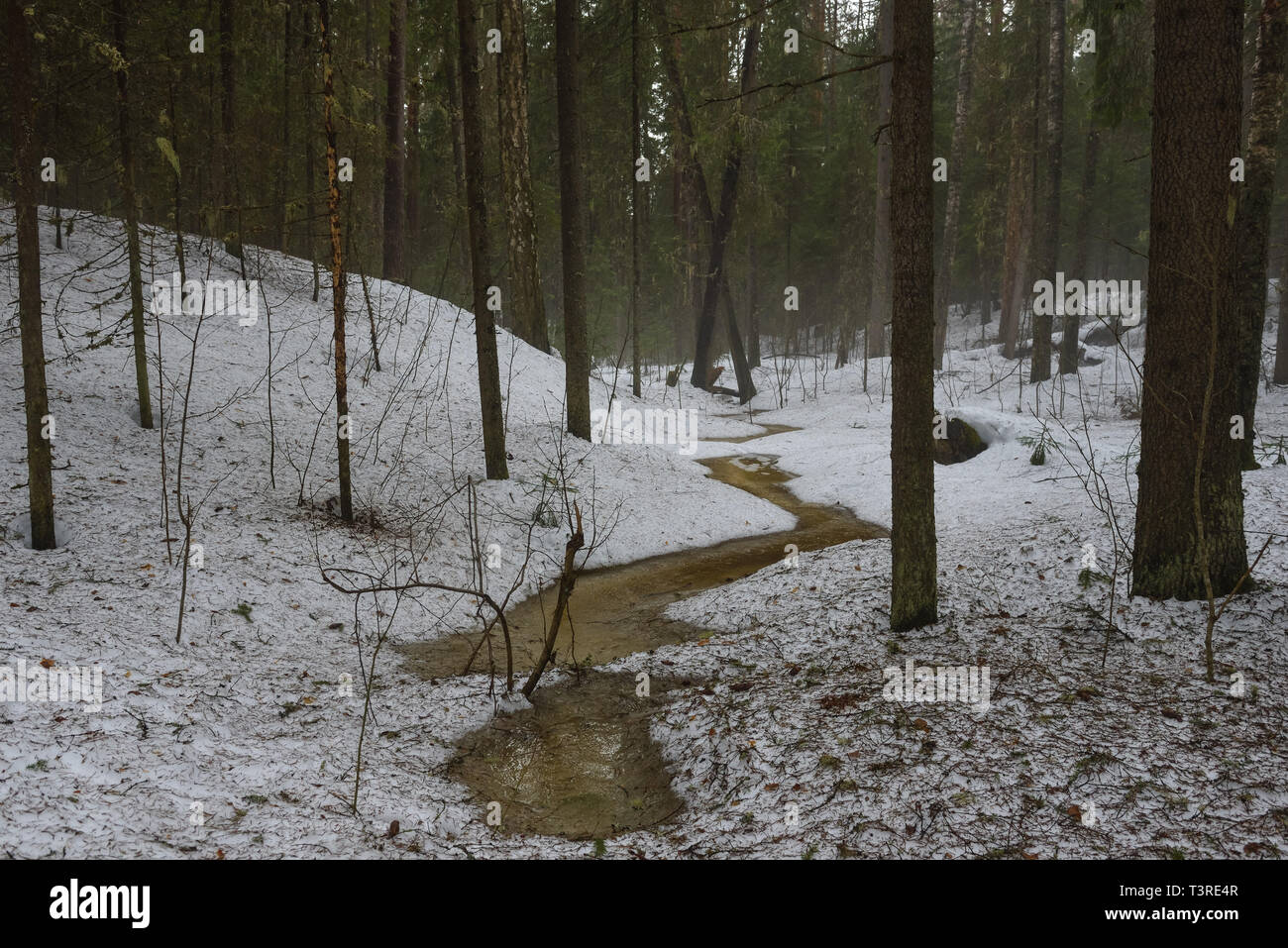 Landscape. Spring forest in the period of active snow melting with ...