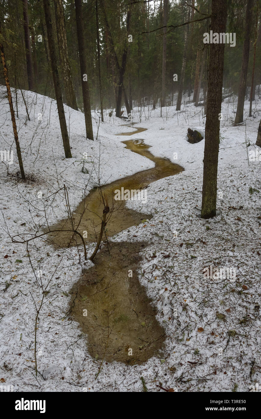 Landscape. Spring forest in the period of active snow melting with ...