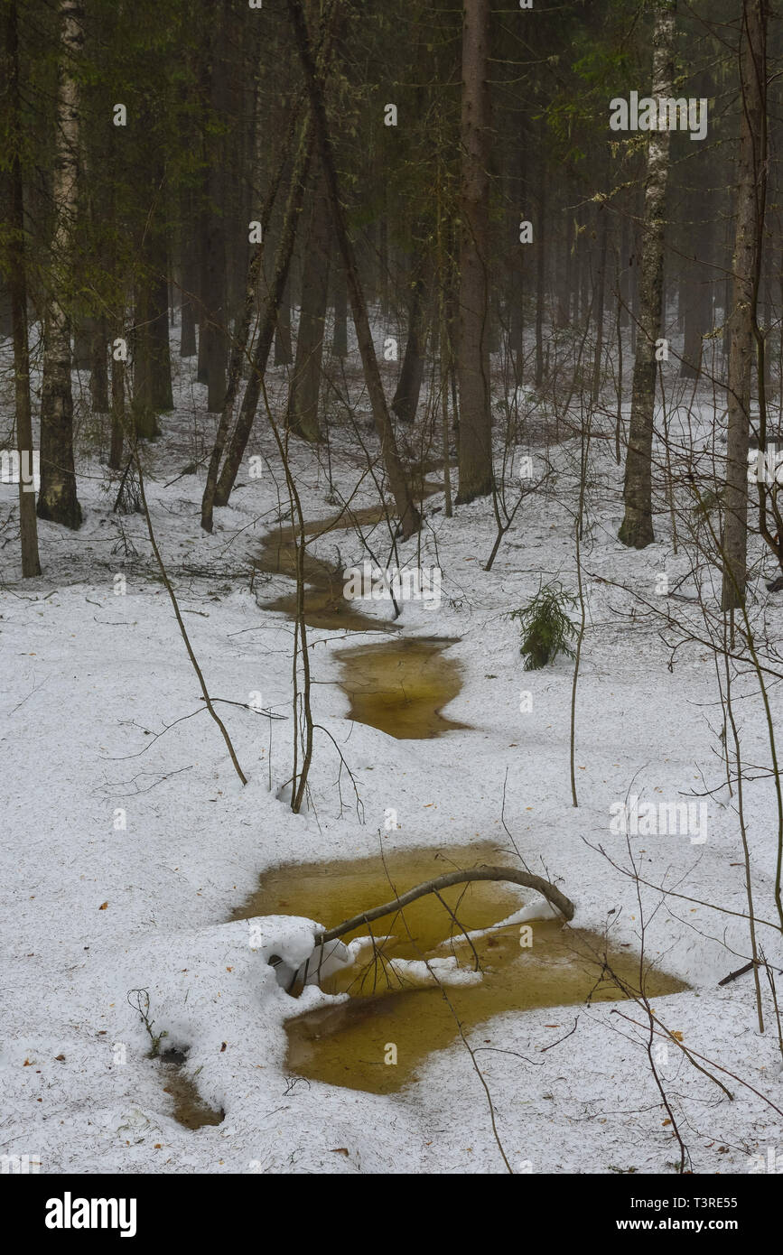 Landscape. Spring forest in the period of active snow melting with ...