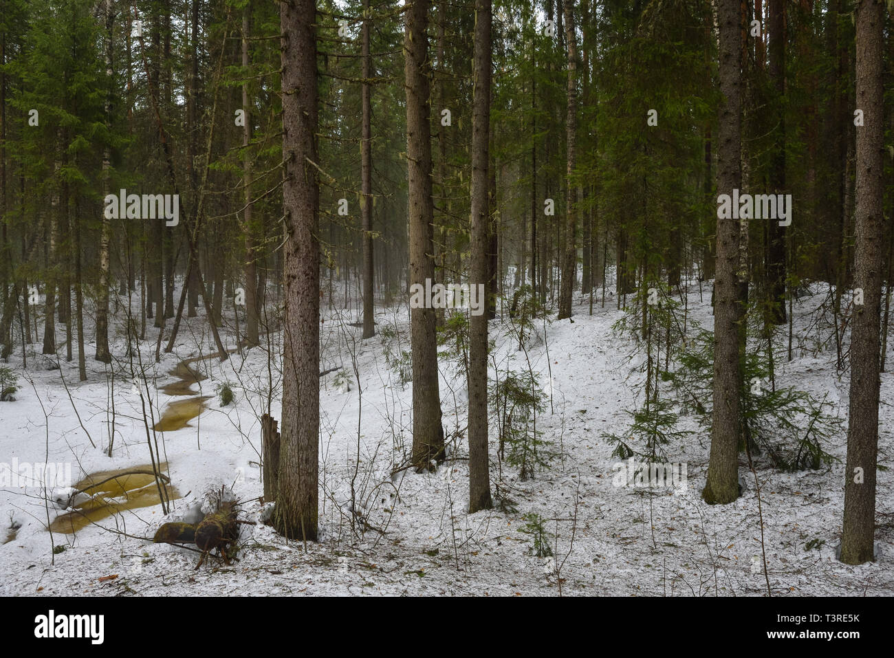 Landscape. Spring forest in the period of active snow melting with ...