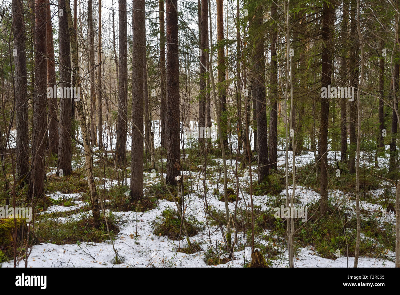 Melting period hi-res stock photography and images - Alamy