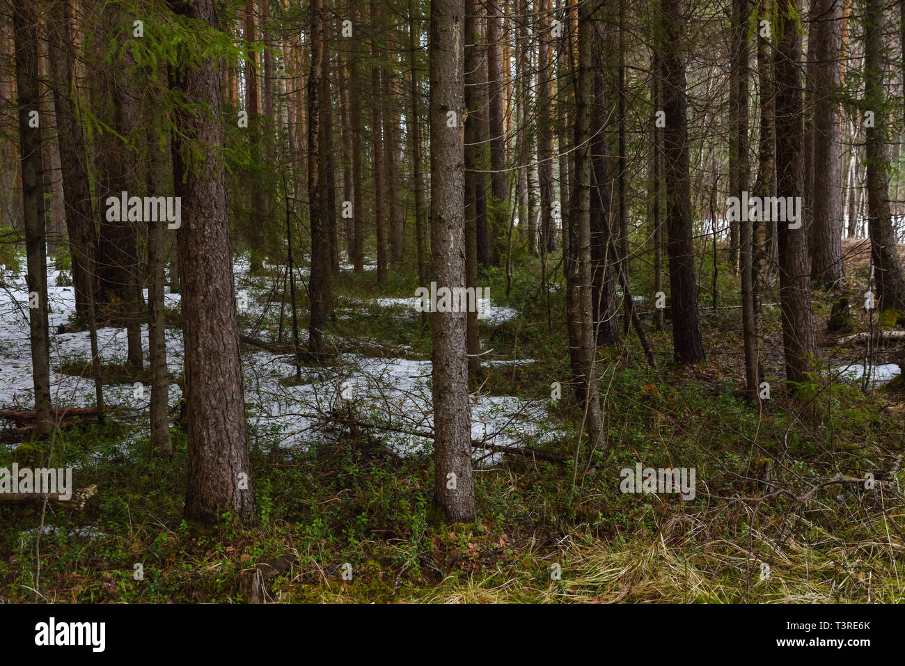 Landscape. Spring forest in the period of active snow melting with thaw ...