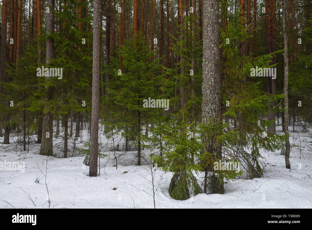 Landscape. Spring forest in the period of active snow melting with thaw ...