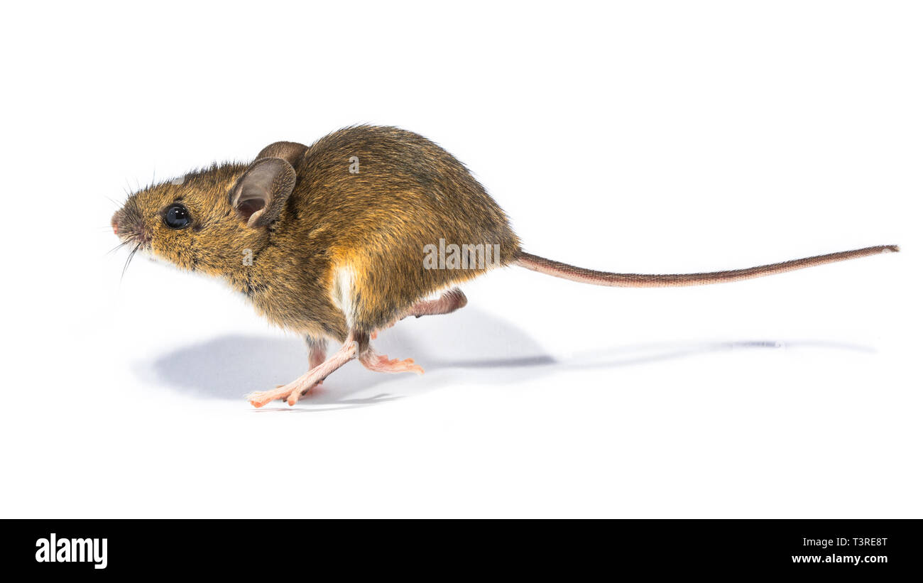 Running Wood mouse (Apodemus sylvaticus) isolated on white background ...