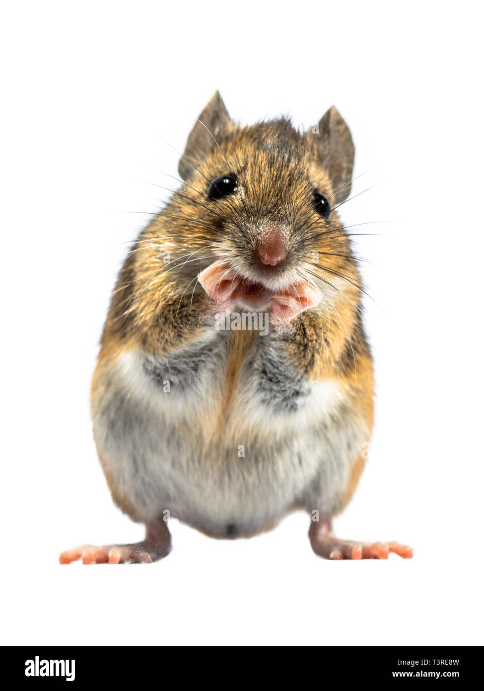 Action awe Cut Out Stock Images & Pictures - Alamy