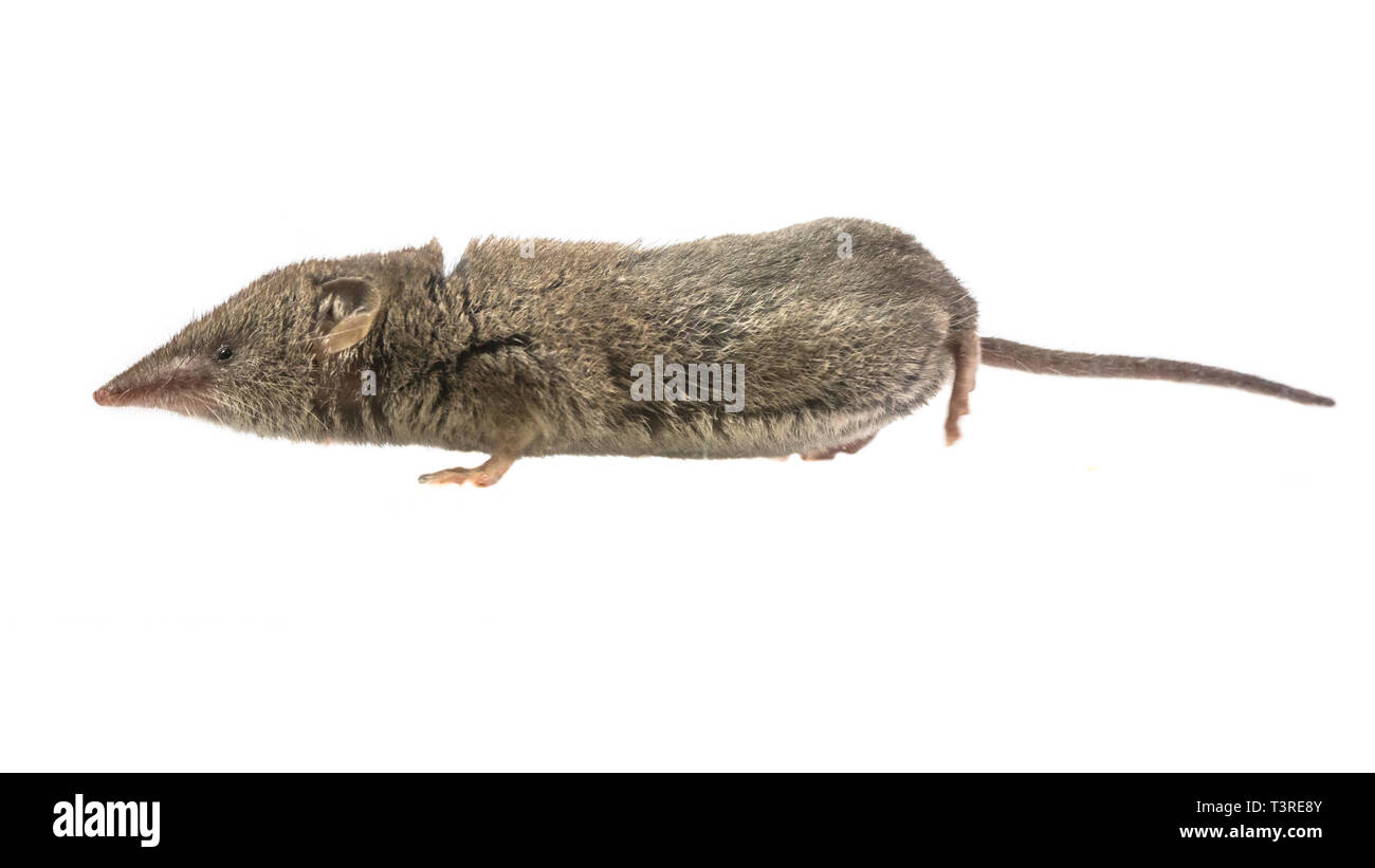 Short tailed shrew white background Cut Out Stock Images & Pictures - Alamy
