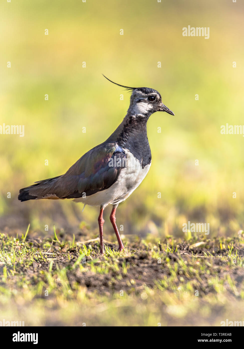 Lapwing male and female hi-res stock photography and images - Alamy