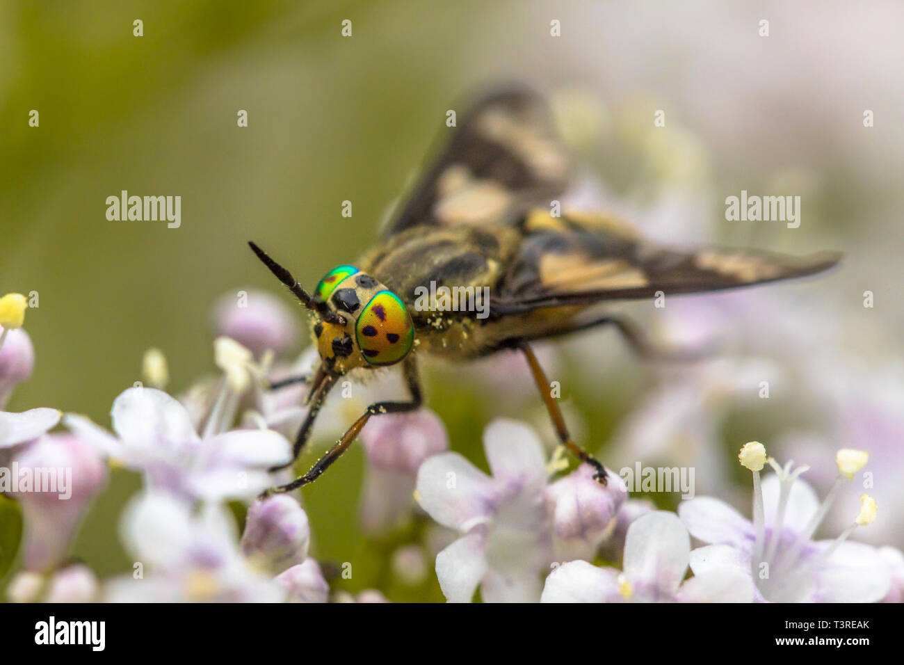 Twin-lobed deerfly (Chrysops relictus) close up on flower Stock Photo ...