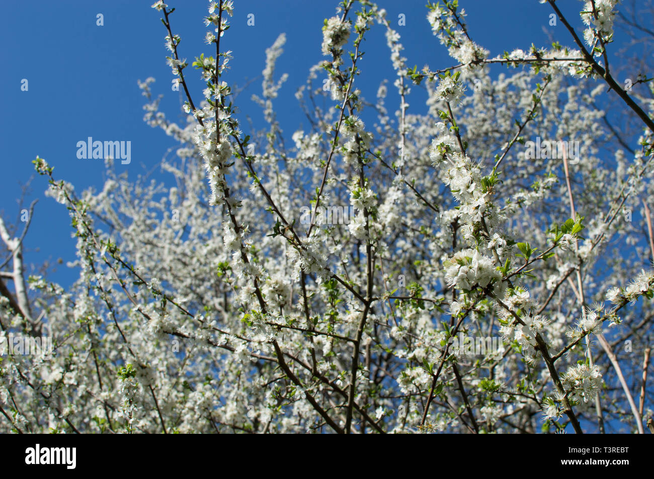 Sussex spring walk Uckfield and local areas Stock Photo - Alamy