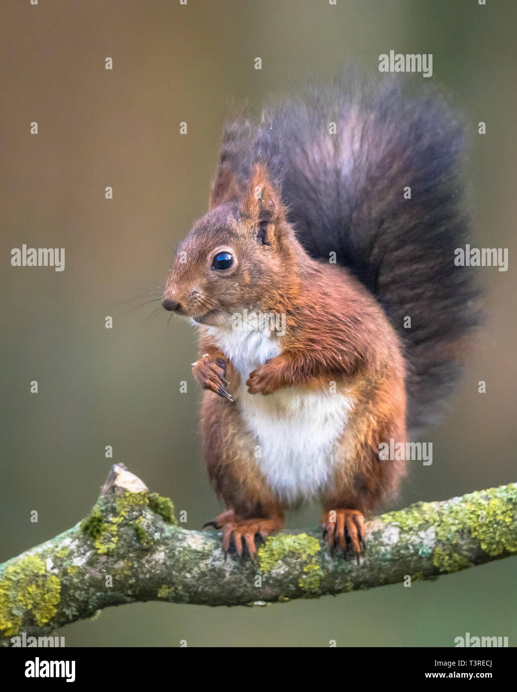 Red squirrel (Sciurus vulgaris) sitting on hind legs on branch while ...