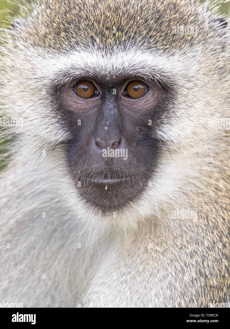 Blou aap hi-res stock photography and images - Alamy
