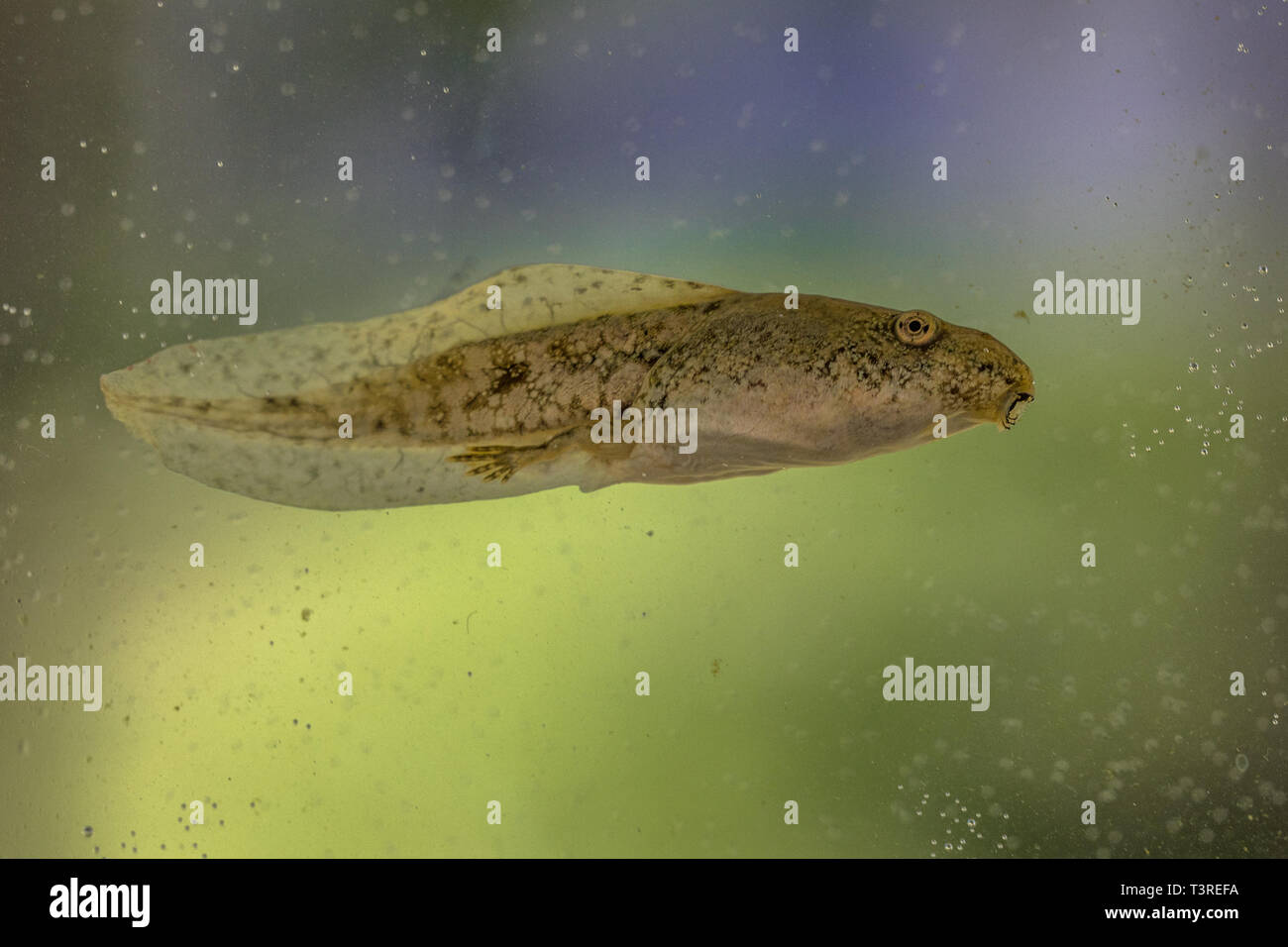 Tadpole hi-res stock photography and images - Alamy