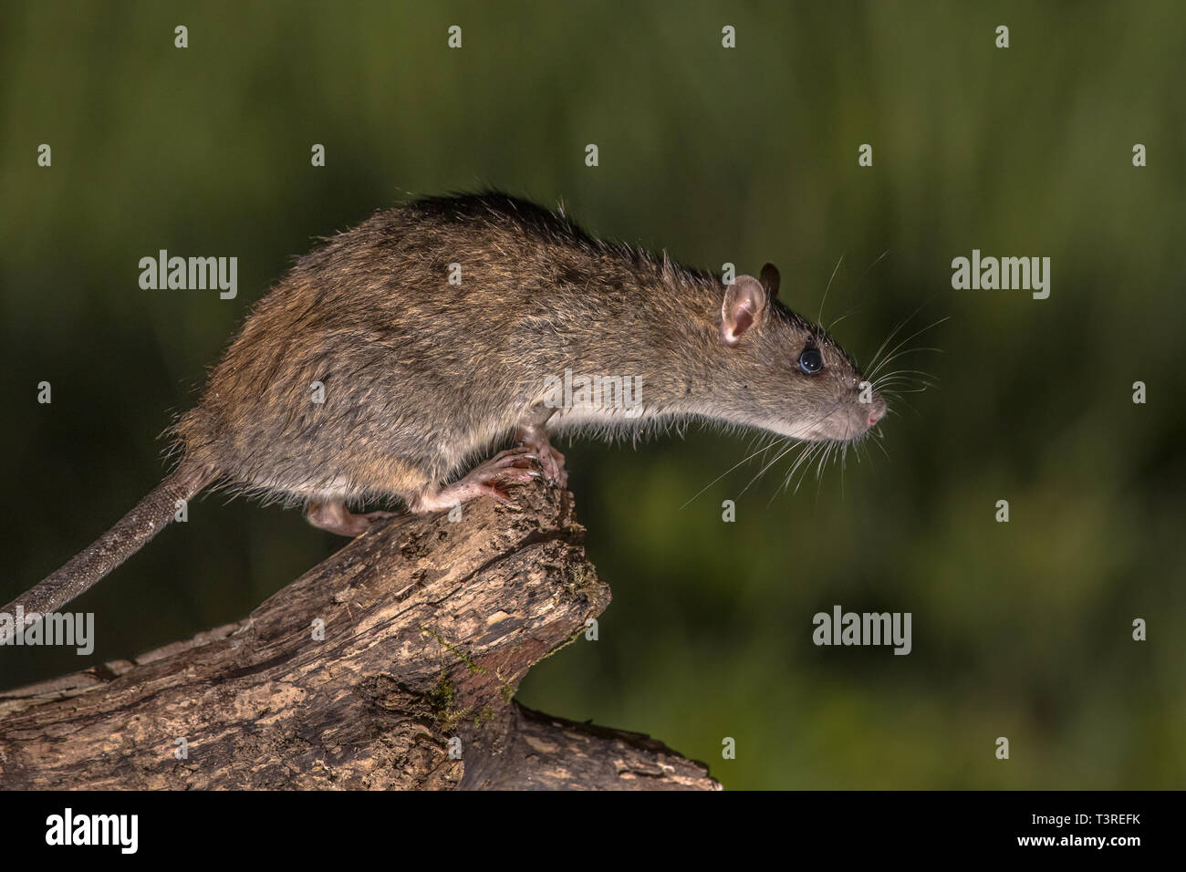 Wild Brown rat (Rattus norvegicus) about to jump fom log at night. High ...