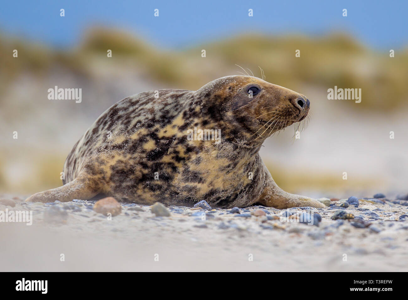 Female Grey seal (Halichoerus grypus) on beach with dunes in background ...