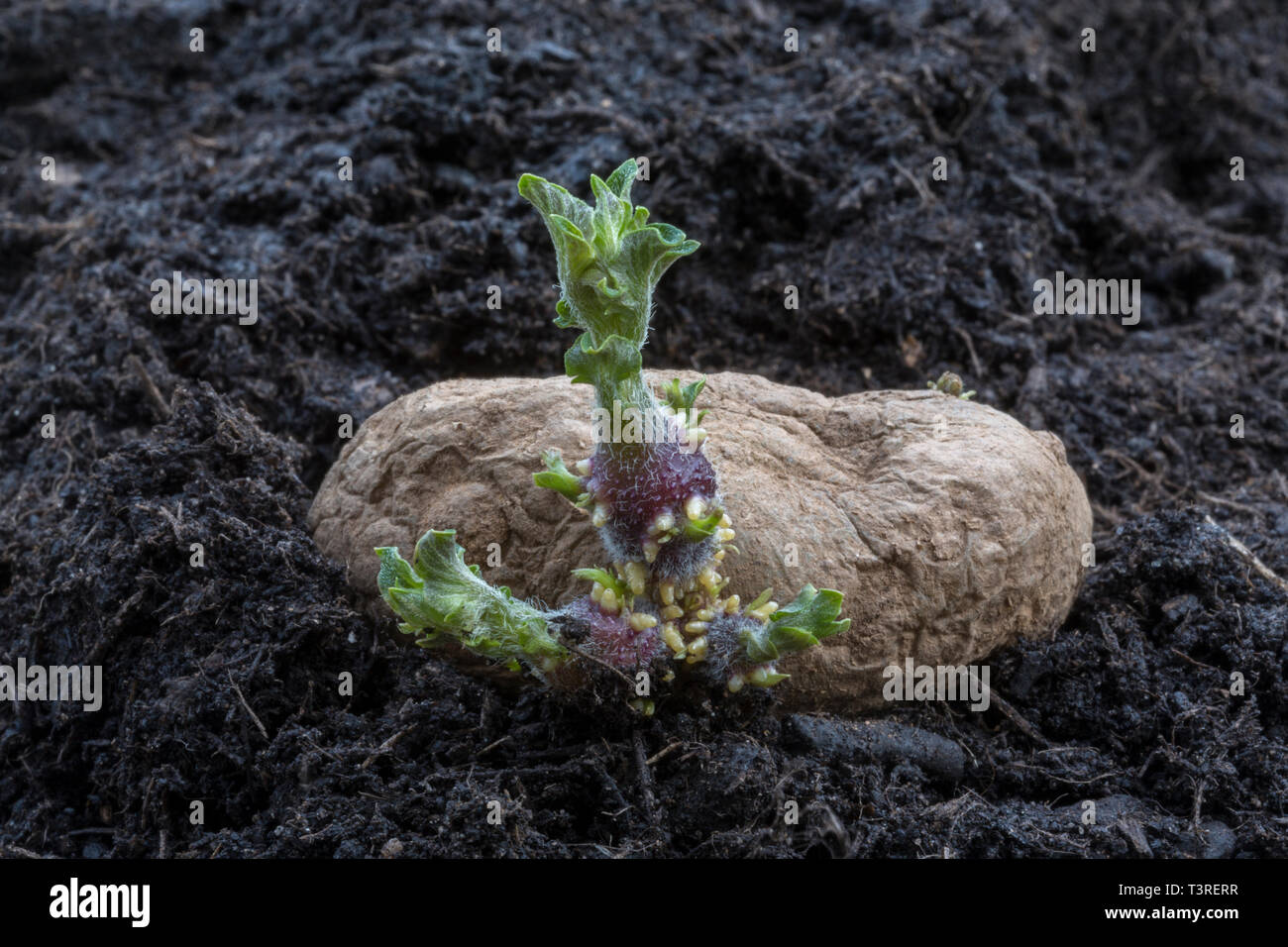 Chitted potato, after chitting, showing shoots, being planted Stock ...