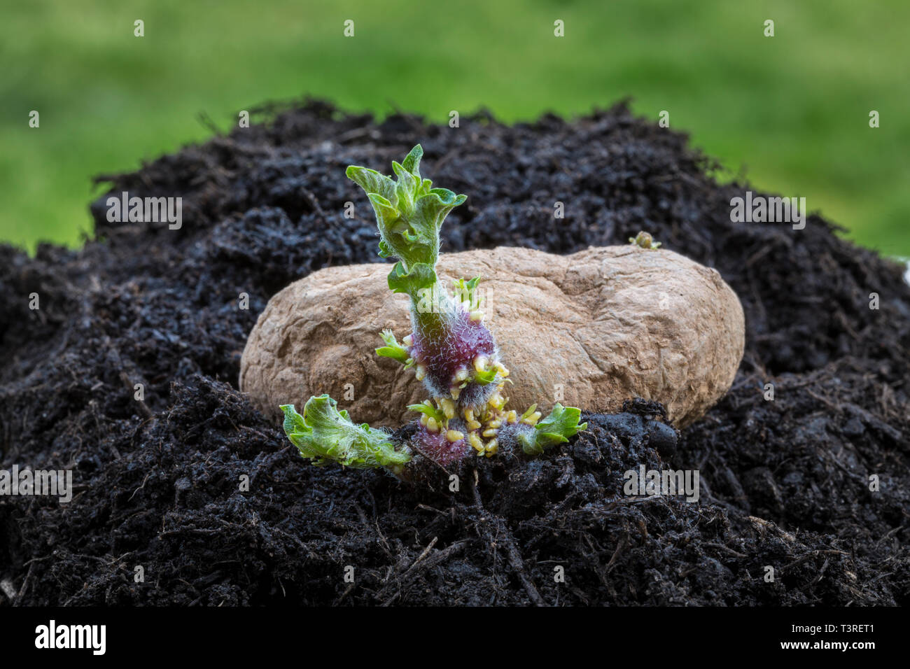 Chitted potato, after chitting, showing shoots, being planted Stock ...