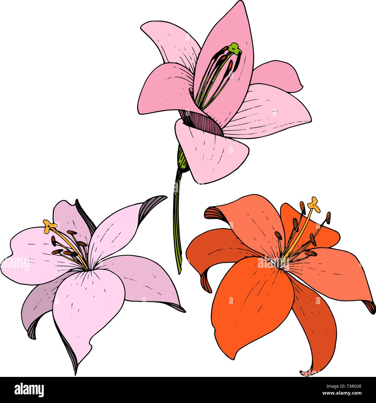 Vector Lily floral botanical flower. Engraved ink art on white ...