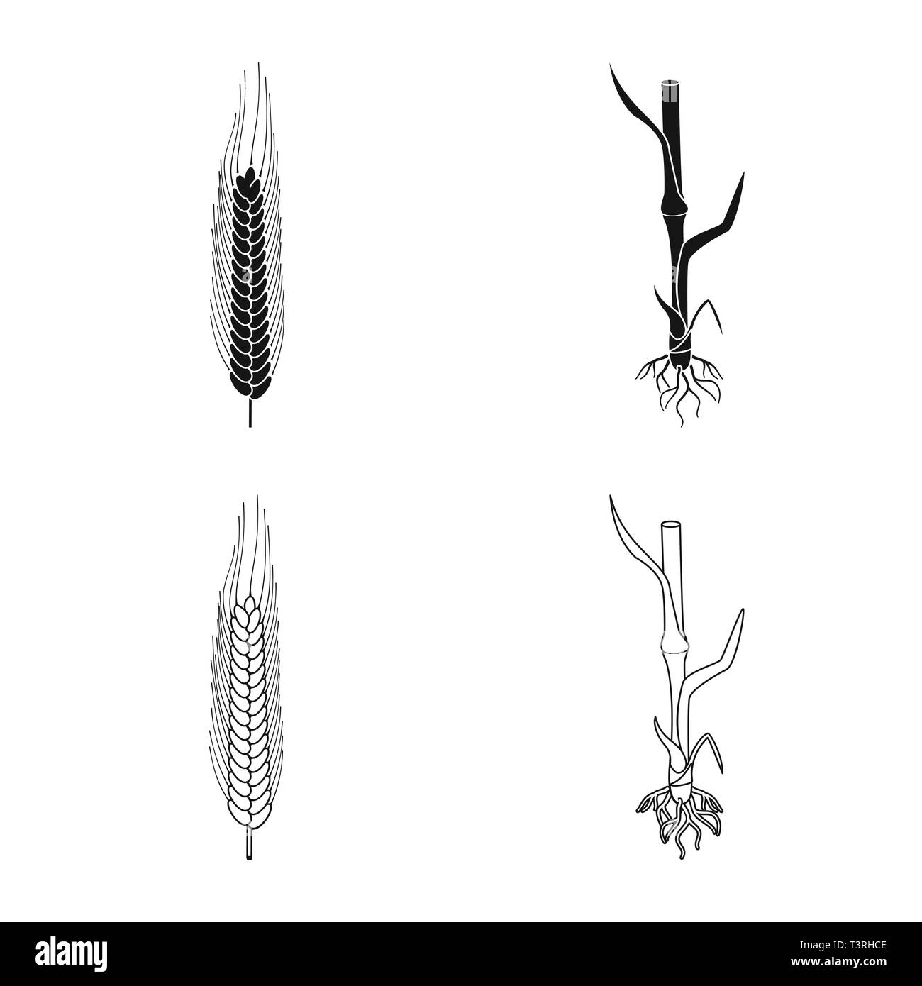 stem,winter,root,spring,spike,soil,durum,seed,crop,grow,cornfield,cycle ...