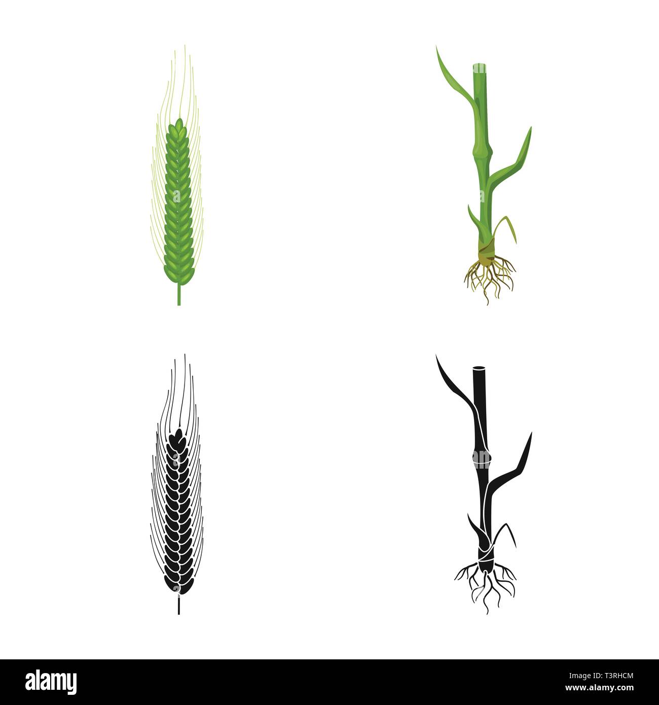 stem,winter,root,spring,spike,soil,durum,seed,crop,grow,cornfield,cycle ...