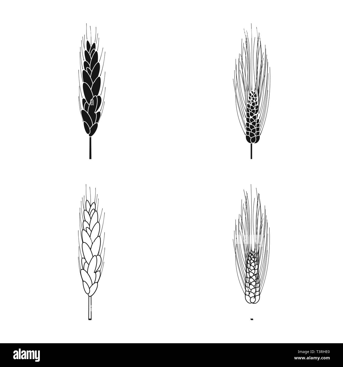 Spring barley flour seed Stock Vector Images - Alamy