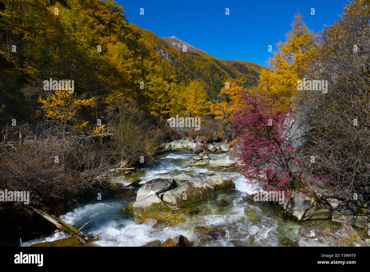 Colorful waterfall in autumn forest at Yading nature reserve, China ...