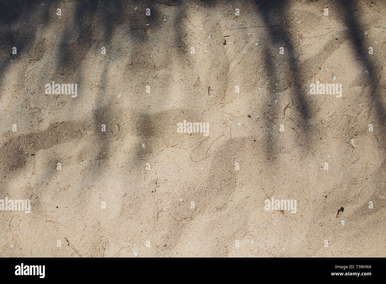 Palm tree shadow on tropical beach background Stock Photo - Alamy