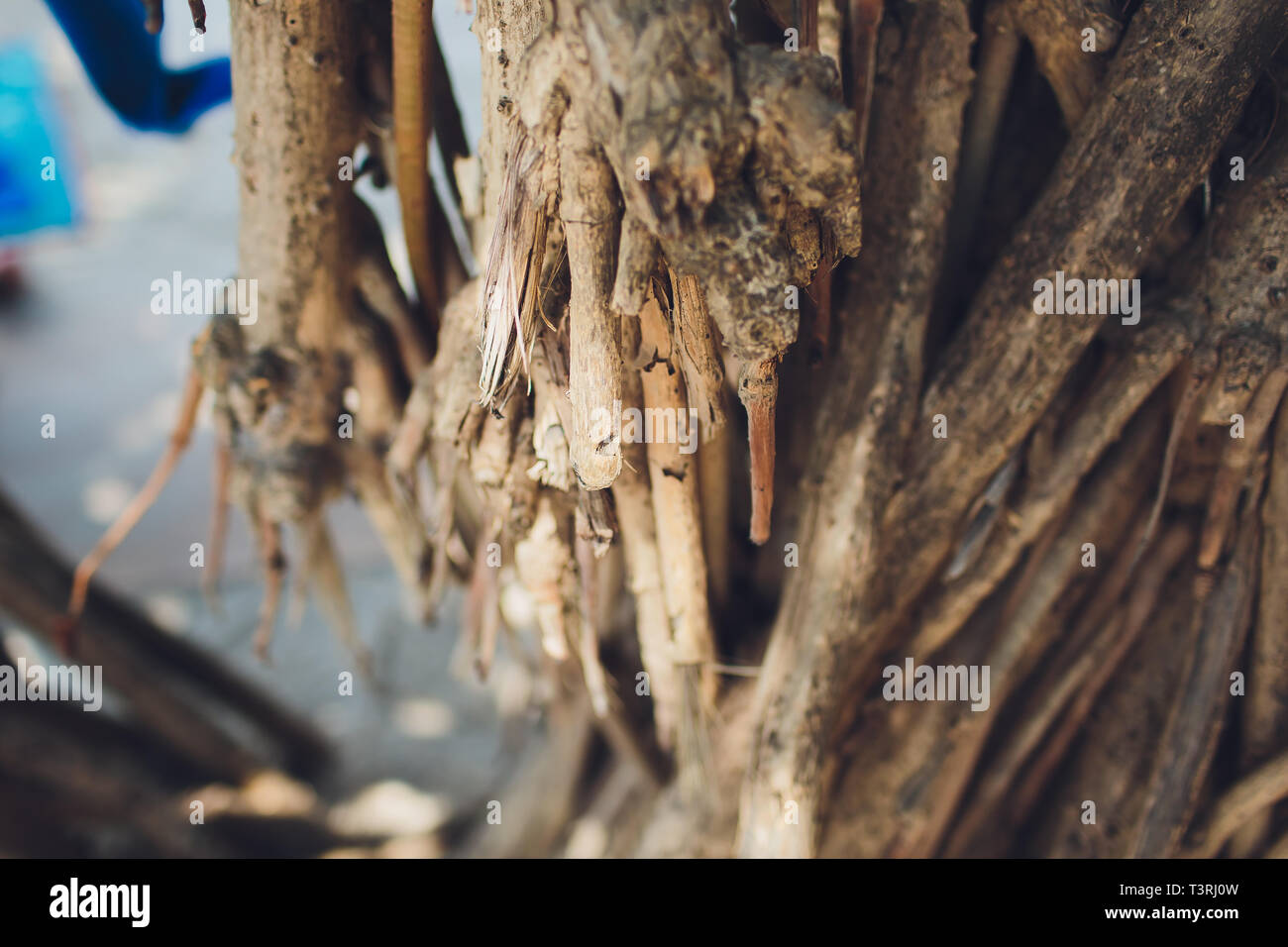 Coconut or palm tree root at beautiful beach Stock Photo - Alamy