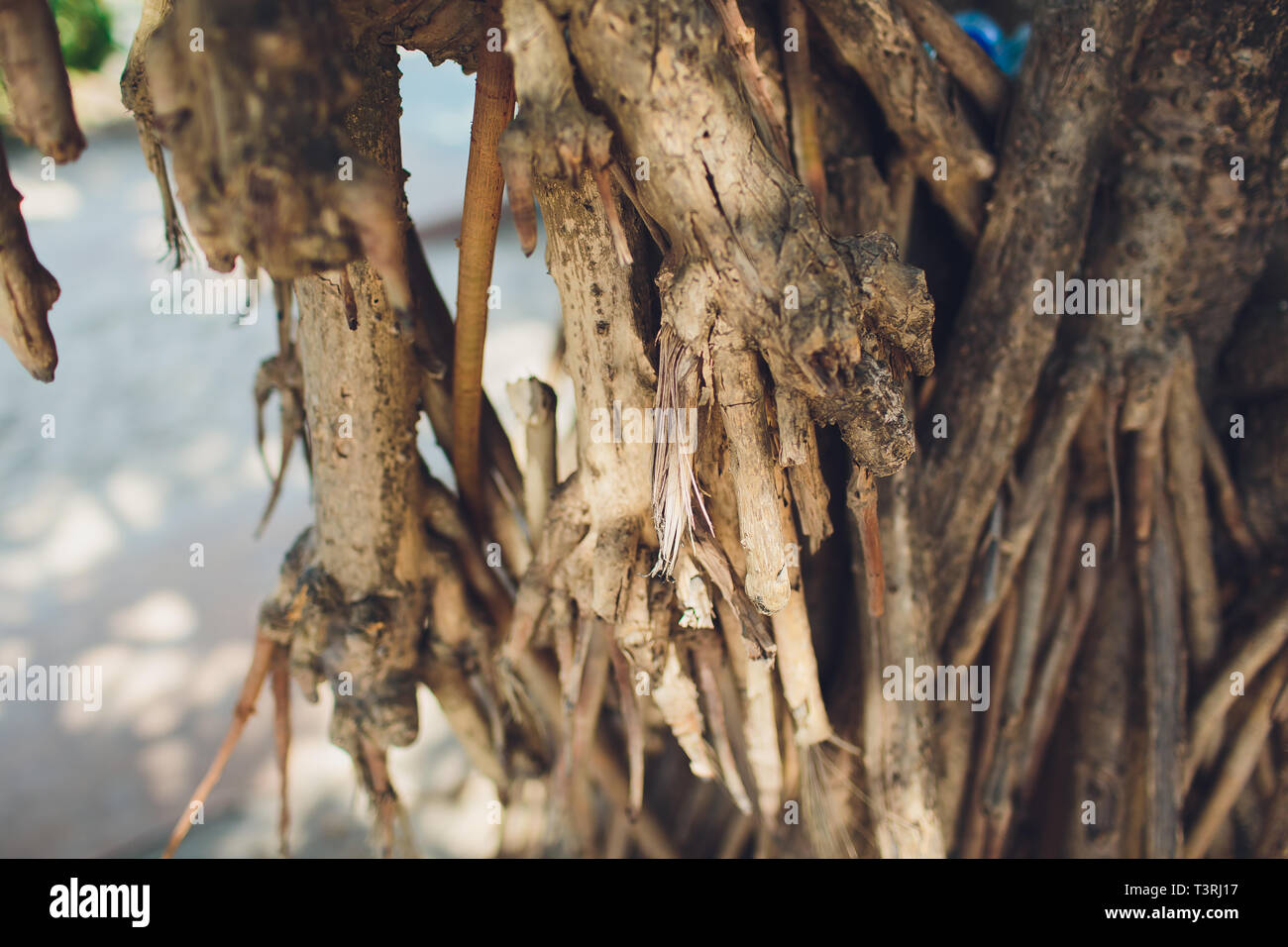 Coconut or palm tree root at beautiful beach Stock Photo - Alamy