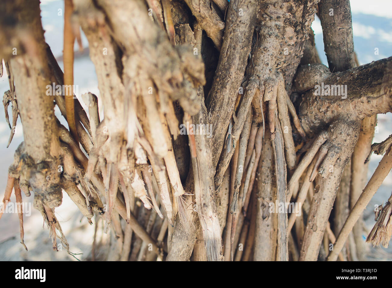 Coconut or palm tree root at beautiful beach Stock Photo - Alamy