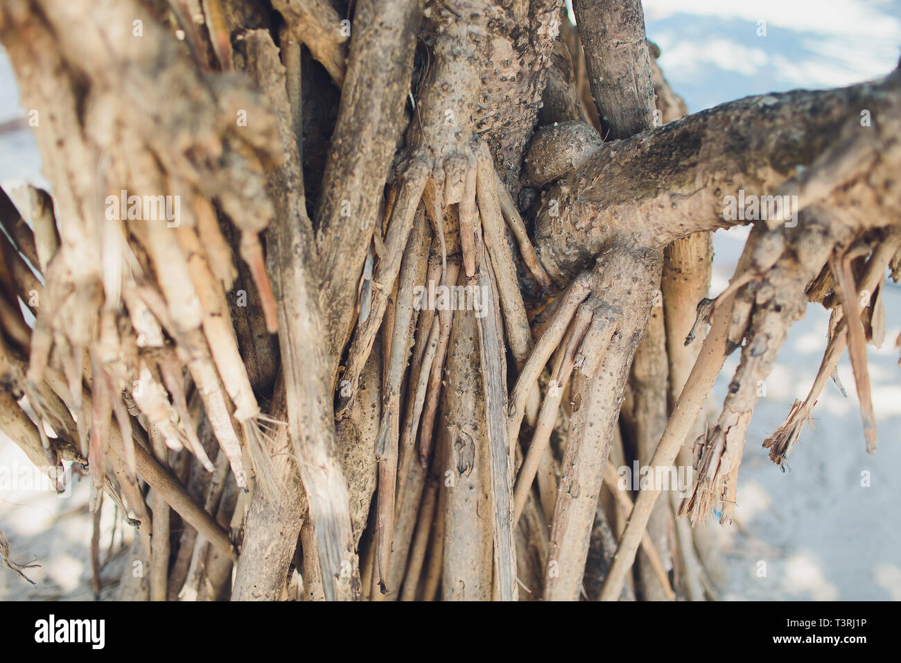 Coconut or palm tree root at beautiful beach Stock Photo - Alamy