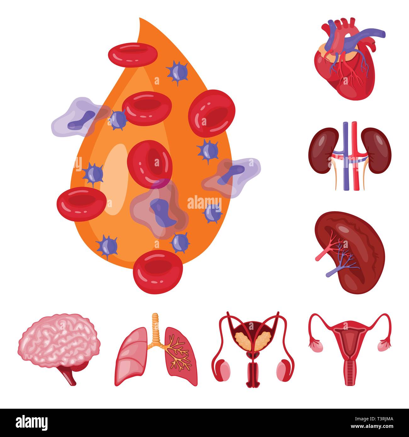 Vector illustration of anatomy and organ logo. Collection of anatomy ...