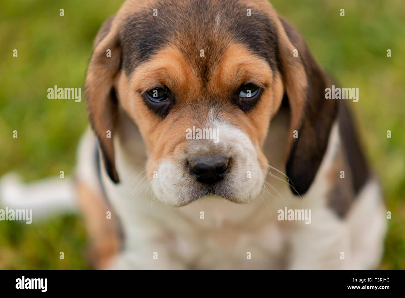 Black And Brown Beagle