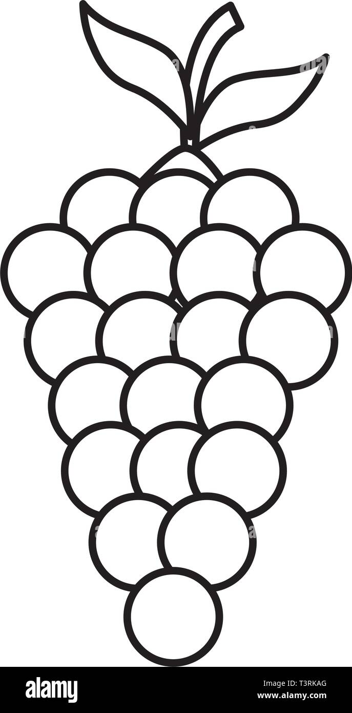 Vine grape fruits Black and White Stock Photos & Images - Alamy