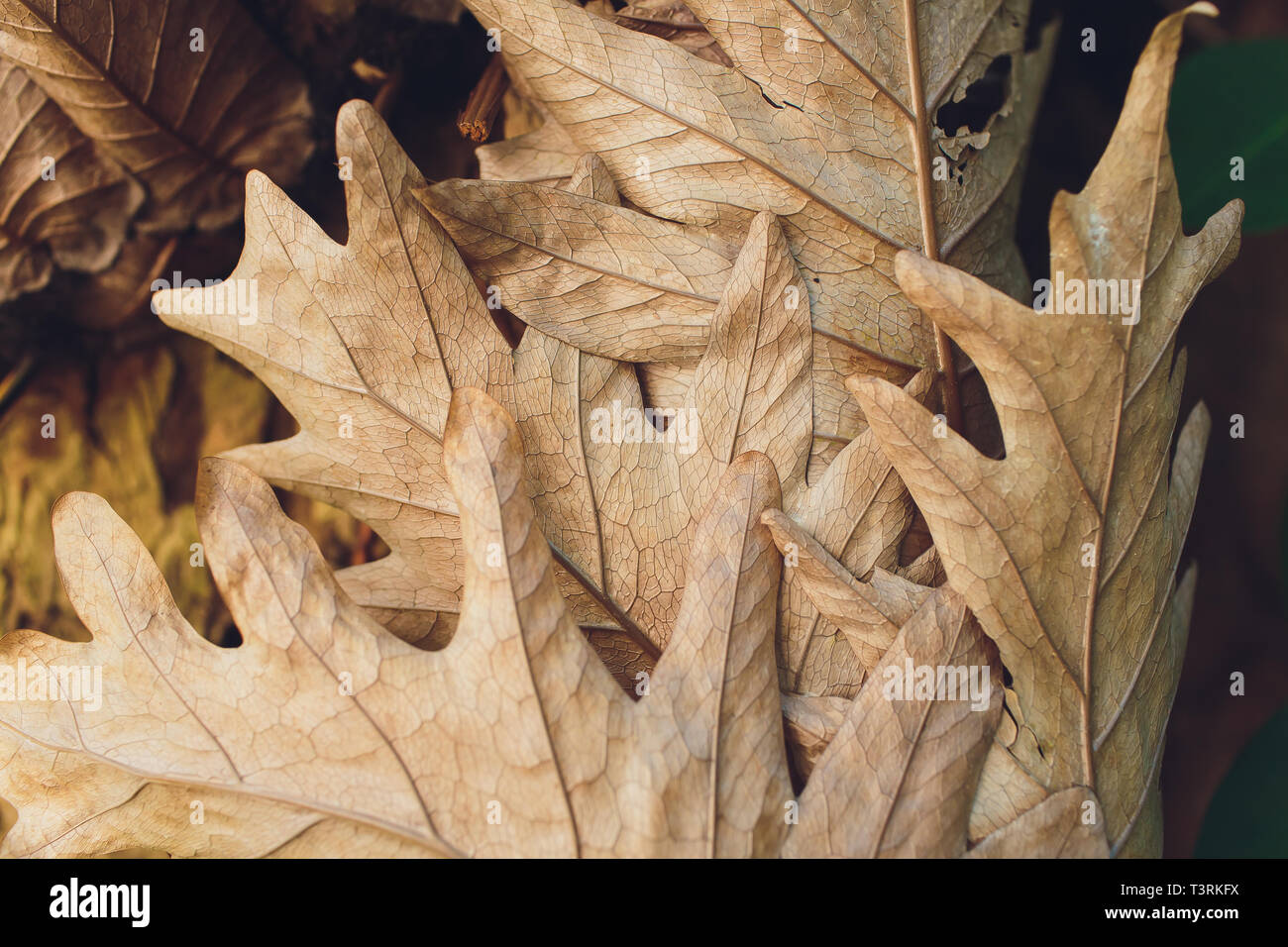 Macro of nearly skeletonized dry dead maple leaf in process of rotting ...