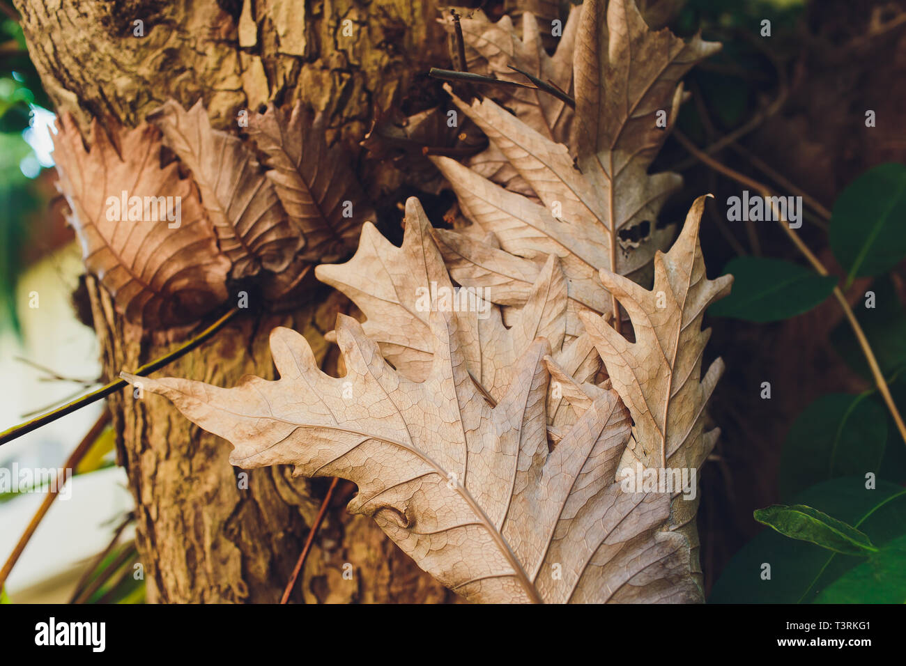 Macro of nearly skeletonized dry dead maple leaf in process of rotting ...