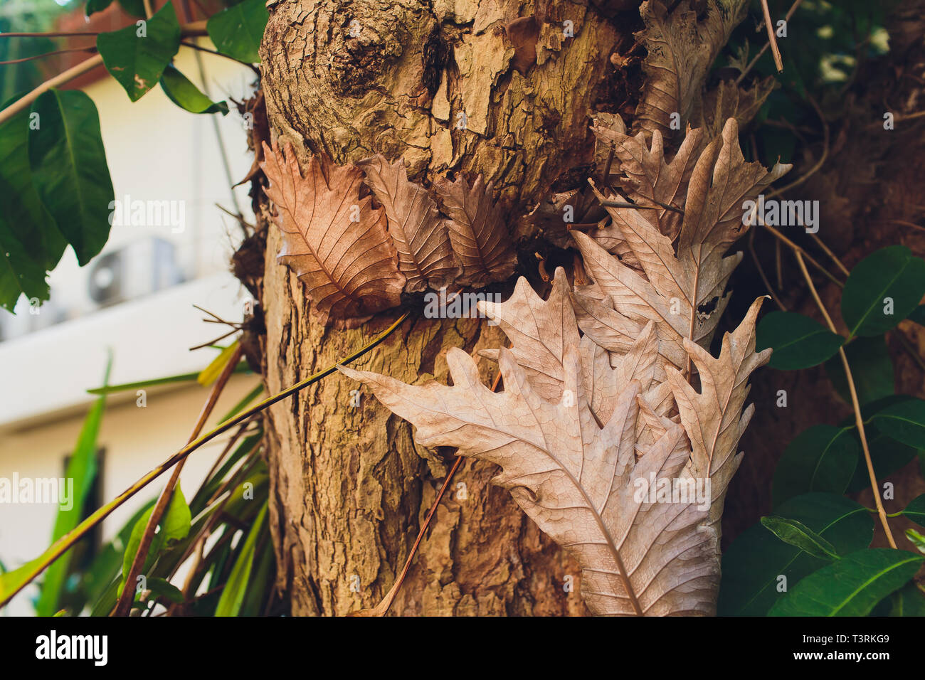 Macro of nearly skeletonized dry dead maple leaf in process of rotting ...