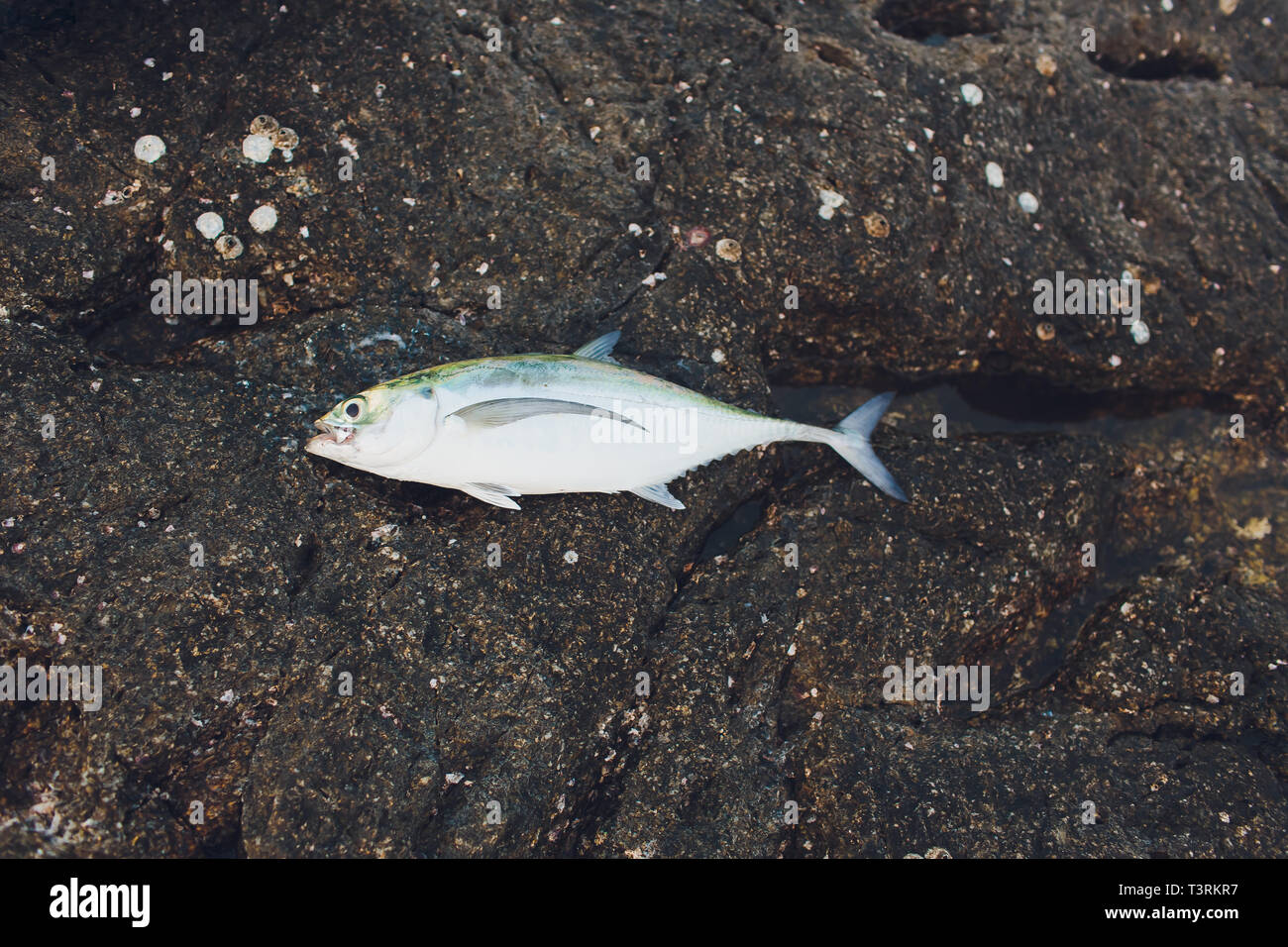 A photo of fresh tuna fish on a sandy beach. Freshly caught fish ...