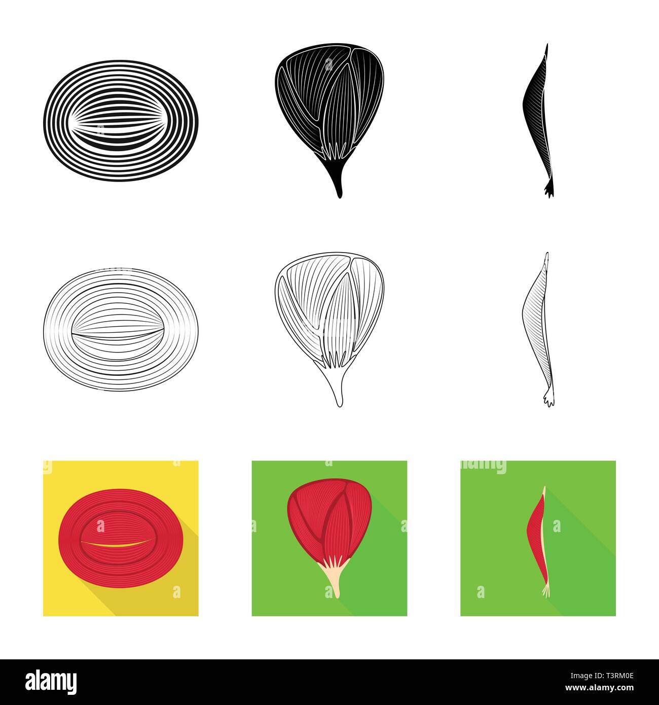 Vector design of fiber and muscular sign. Set of fiber and body stock ...