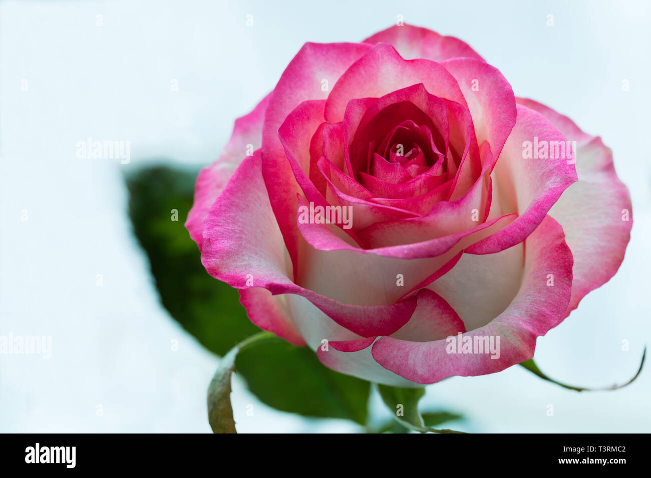 Beautiful blossom pink rose with leaves on a light blue background ...