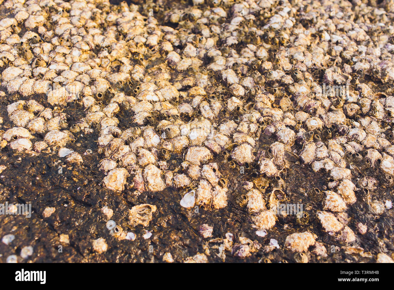 house of crabs on the beach in sea from thailand Stock Photo - Alamy