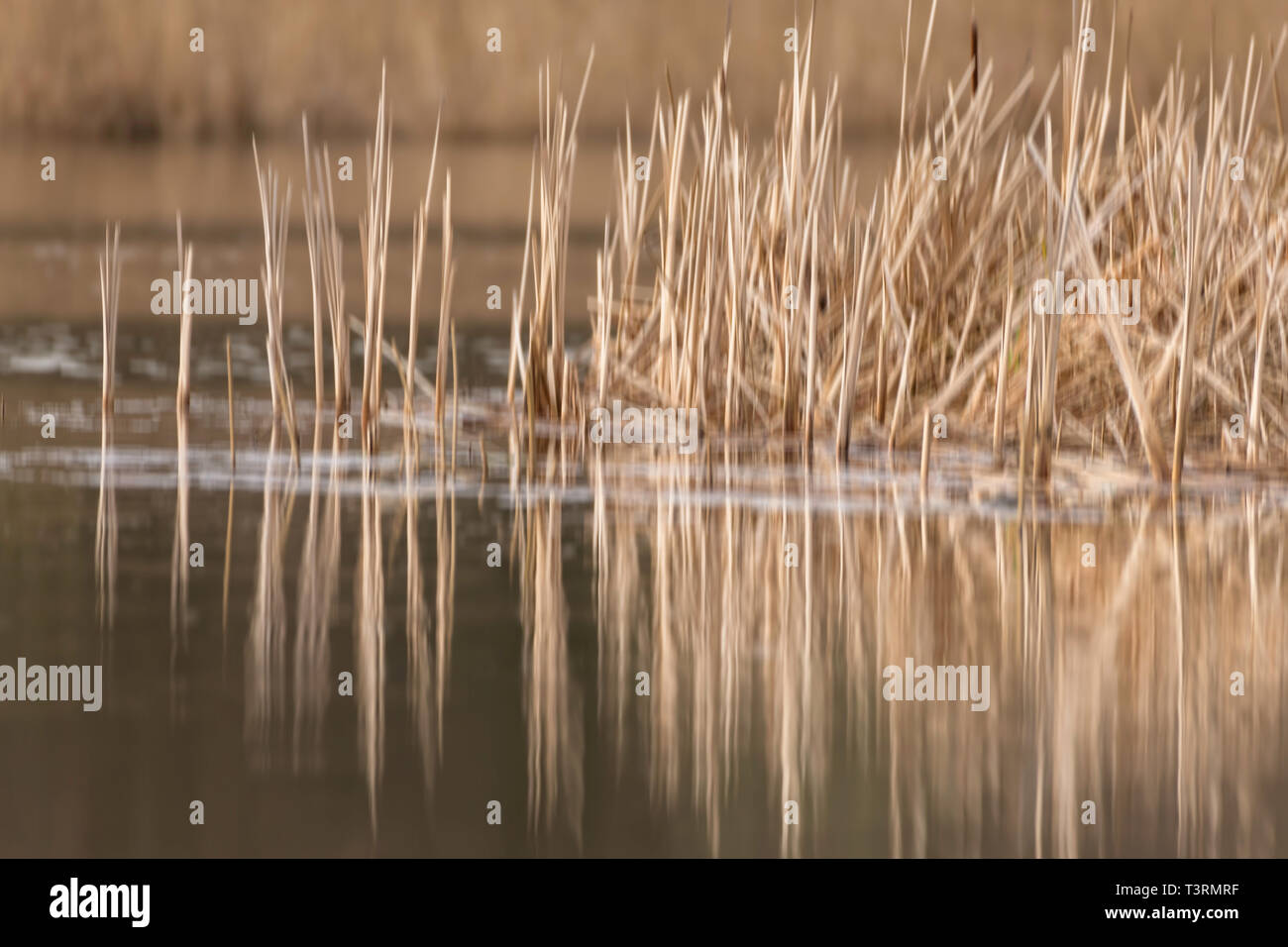 Abstract of reed reflection Stock Photo - Alamy