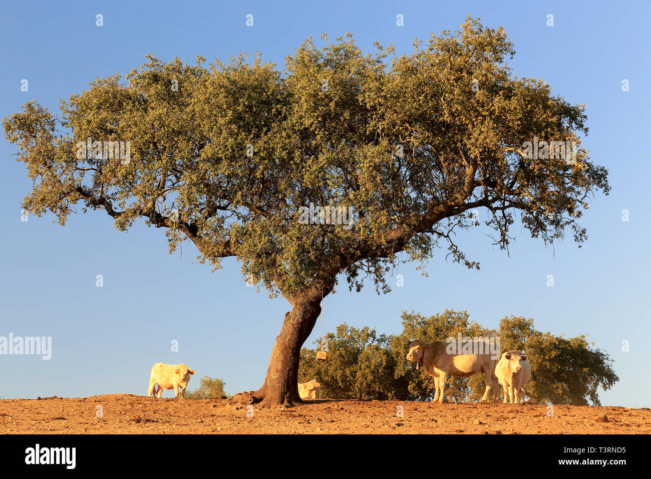 Pale cattle under an olive tree in central Spain Stock Photo - Alamy