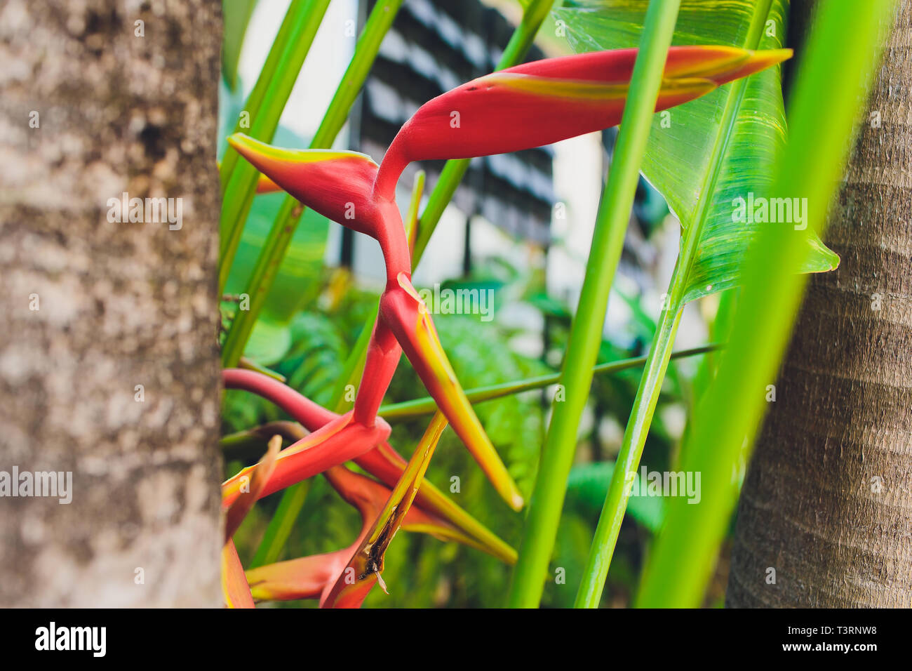 Banana tree fruit cycle hi-res stock photography and images - Alamy