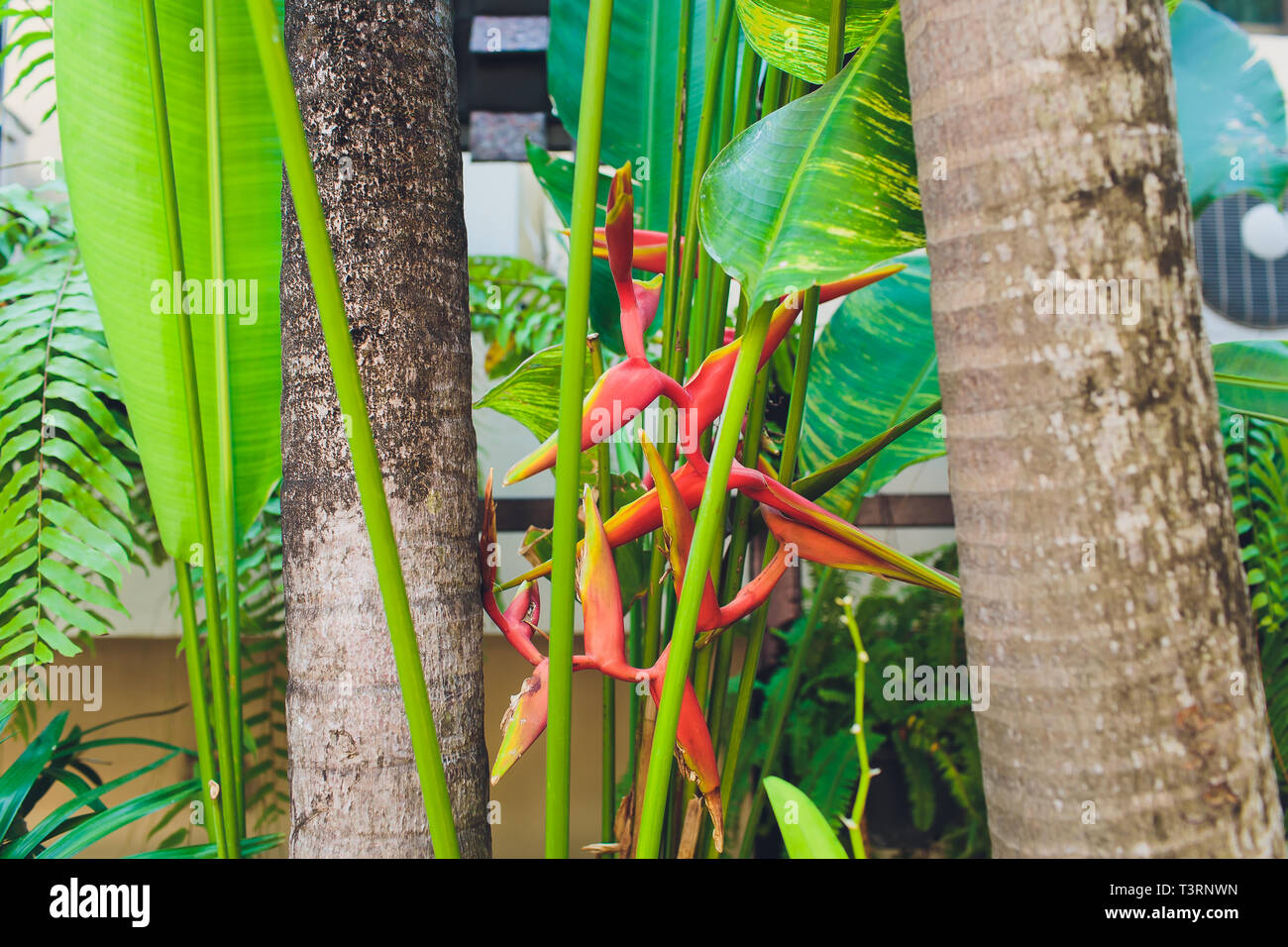 Banana leaf sprouting hi-res stock photography and images - Alamy