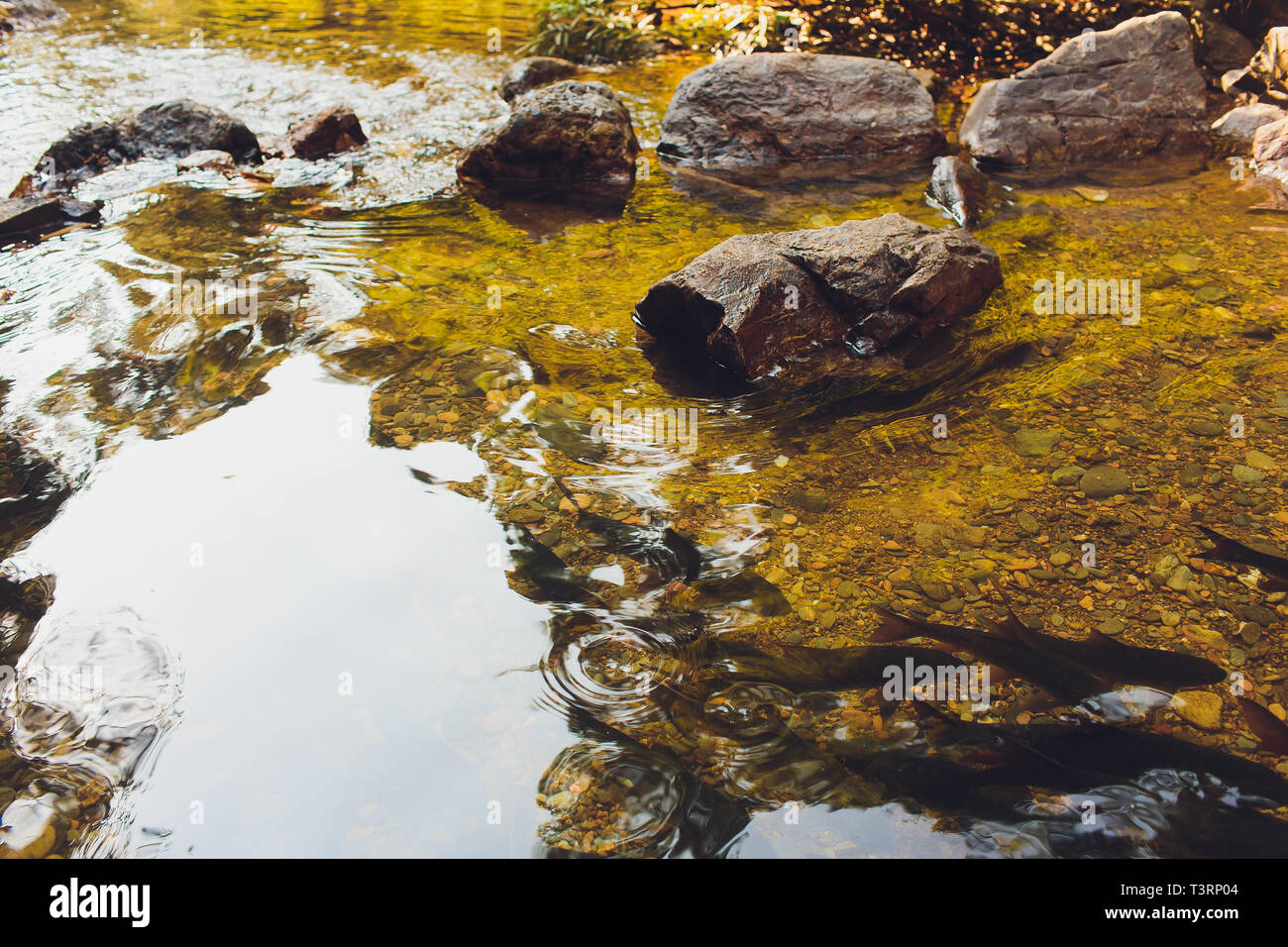 Antimony fish hi-res stock photography and images - Alamy